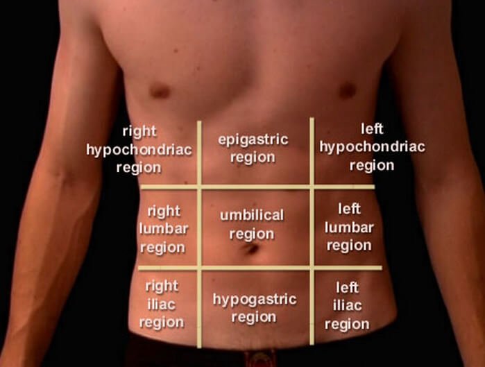 Kidney Location Of Organs In The Abdomen La Vaca Cega Desconfiada Kidney Location Of Organs In The Abdomen La Vaca Cega Desconfiada