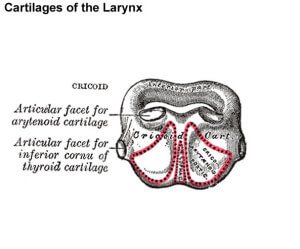 Cricoid Cartilage - Definition, Location, Function, Problems