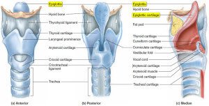 What is Epiglottis - Definition, Function, Problems (Pain, Epiglottitis ...