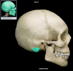 Mastoid Process : Definition, Location, Function and Pain